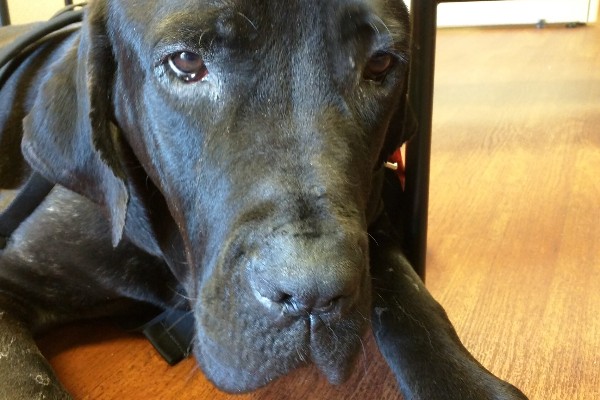 Drake the Dog has Passed Away. - Kameron Hurley